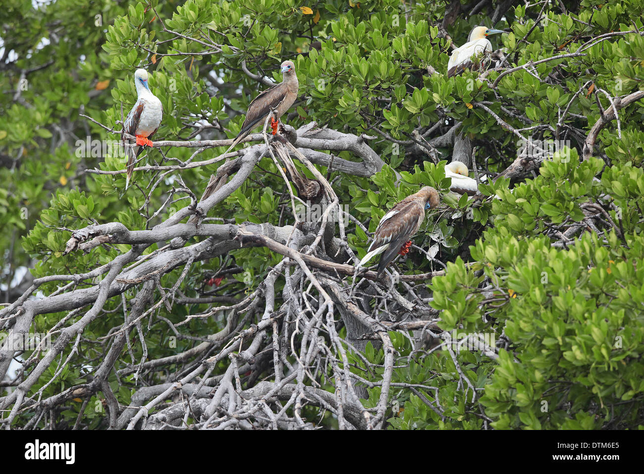 Red footed Boobies (Sula sula ) White and brown phasis Stock Photo - Alamy