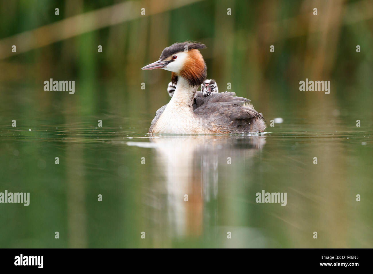 Two grebes on lake hi-res stock photography and images - Alamy