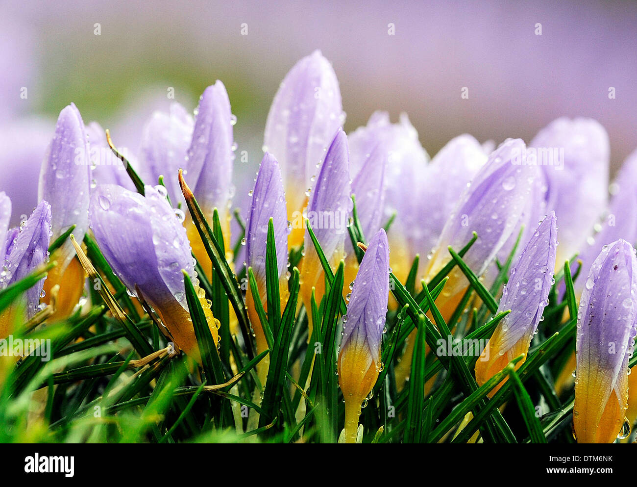 Crocus are blossoming in a park in Freiburg ( southern Germany) on Febr ...