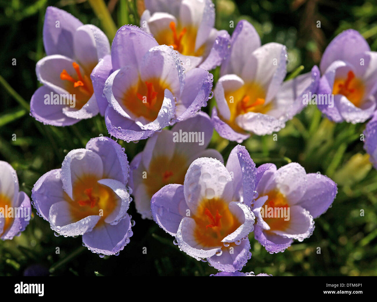 Lila querformat hi-res stock photography and images - Alamy