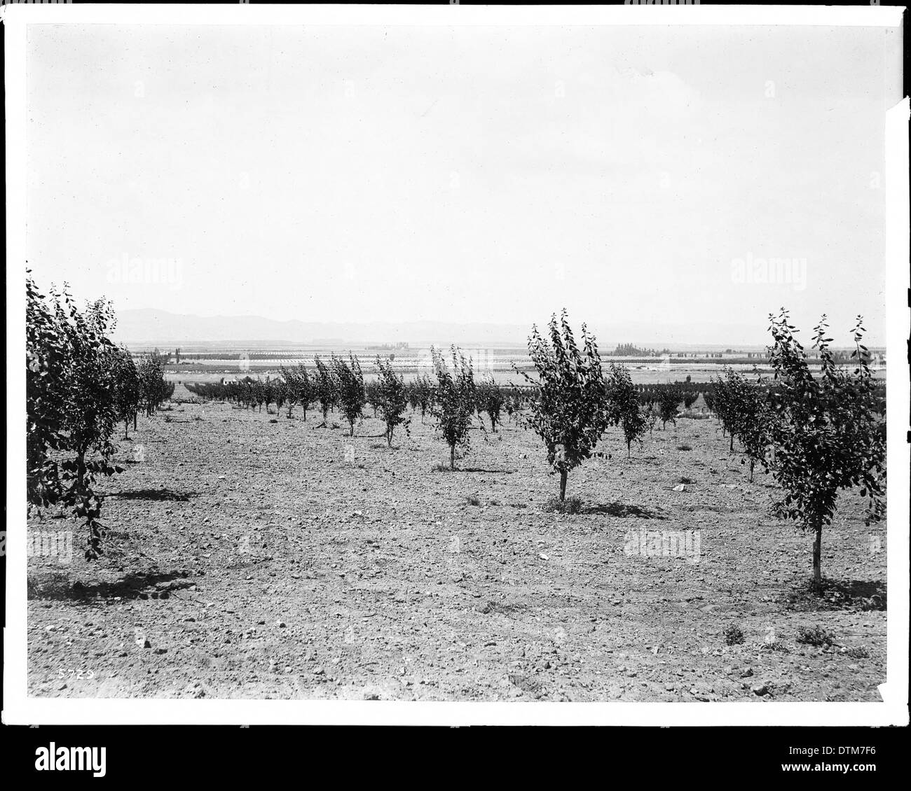 This photograph captures a view of a prune orchard in the San Fernando ...