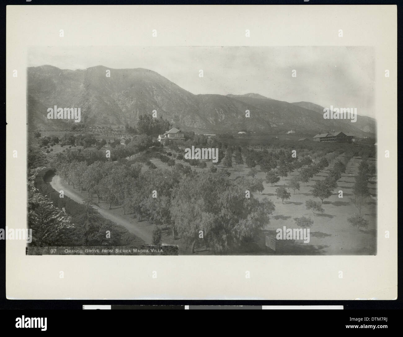 This photograph shows a view of orange groves near a homestead in ...