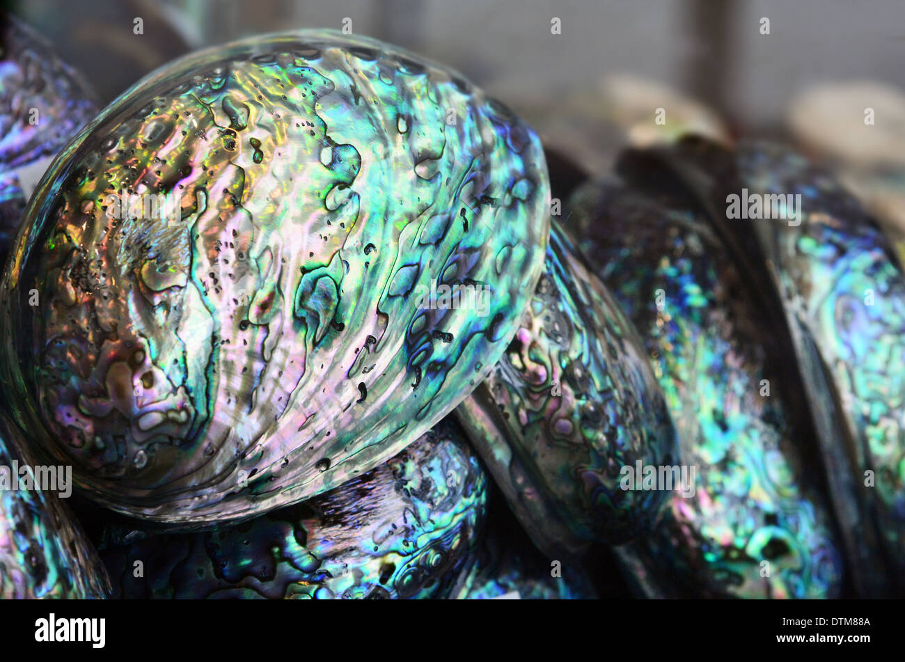 Seafood Shop Display Of Oysters High Resolution Stock Photography and ...