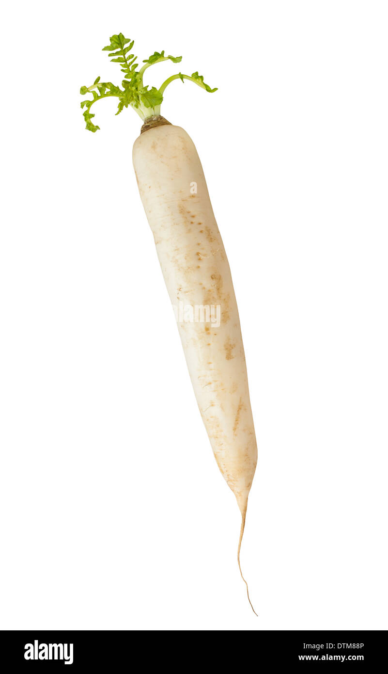 daikon whole isolated on white Stock Photo - Alamy