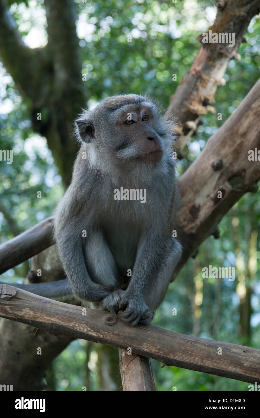 A Balinese monkey (long-tailed macaque) on the side of the road ...