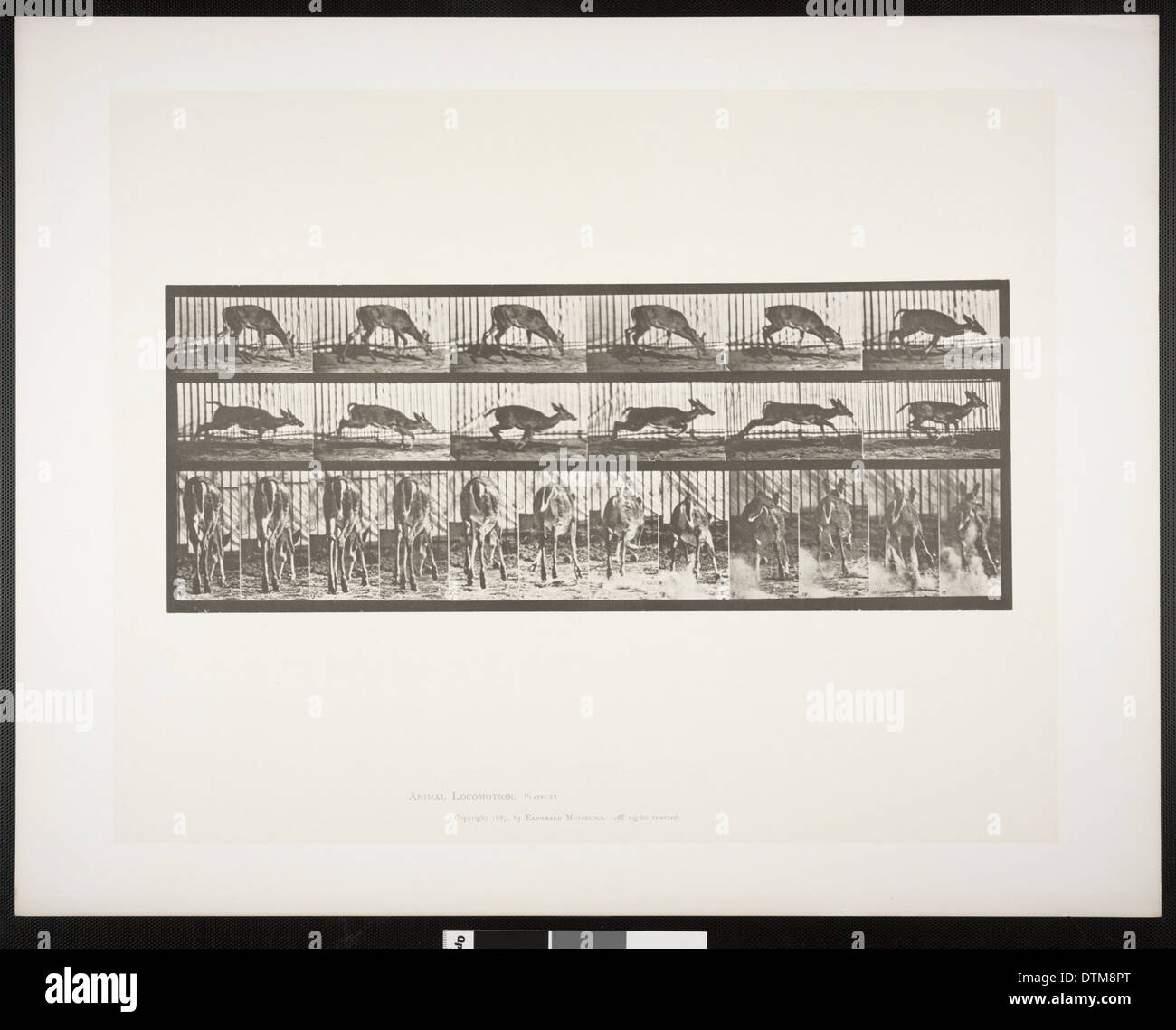 A Virginia buck is captured in motion, first walking and then beginning ...