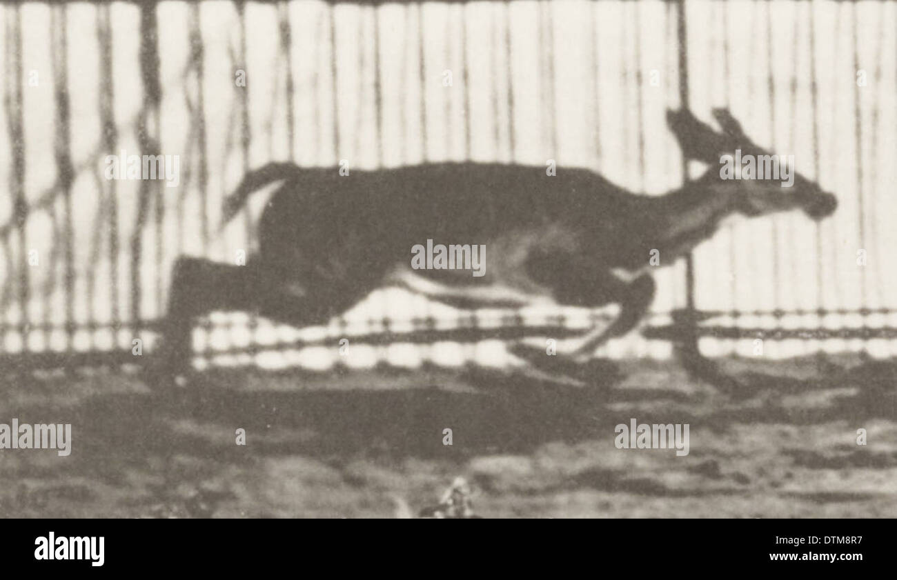 Virginia deer, buck, walking and started to a gallop (rbm-QP301M8-188 ...