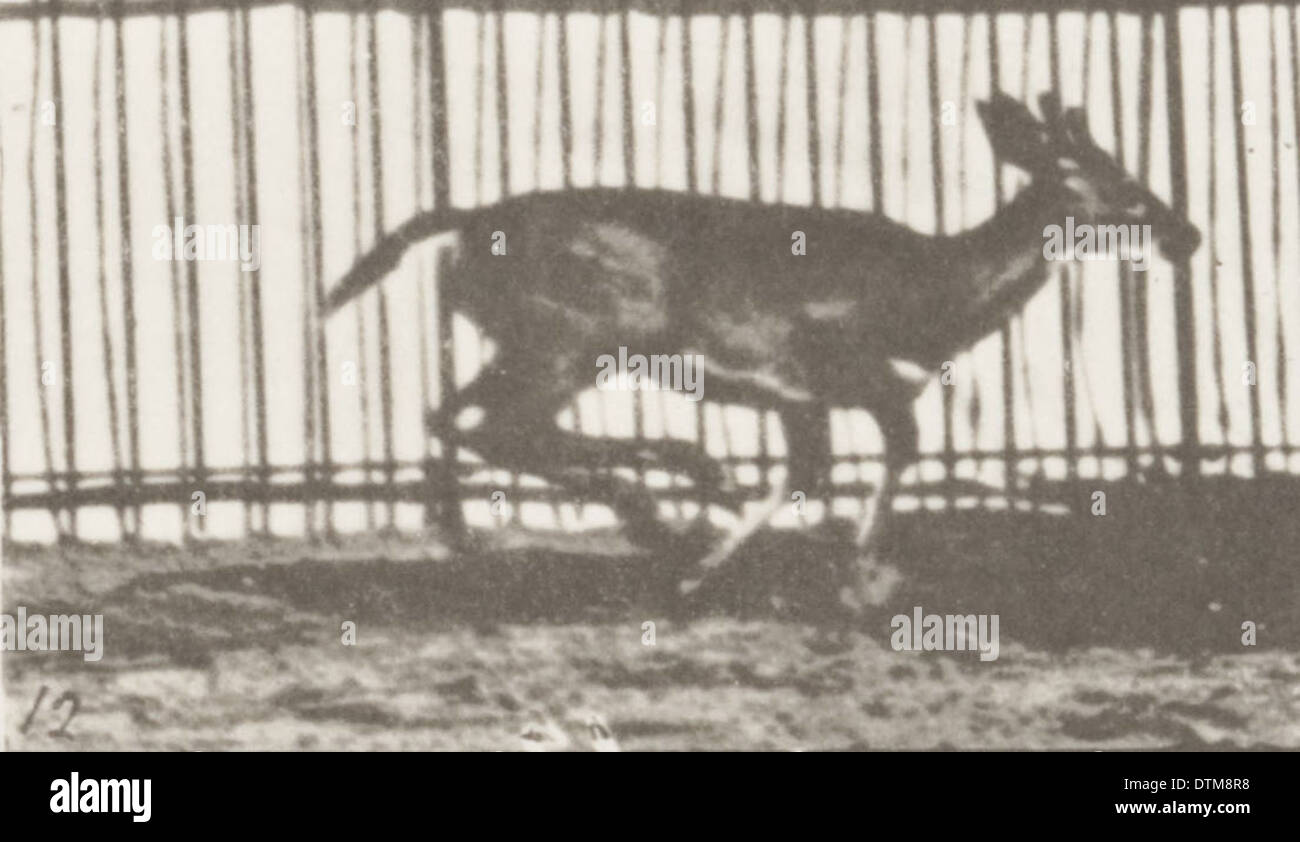 A Virginia deer buck is seen walking and transitioning into a gallop ...