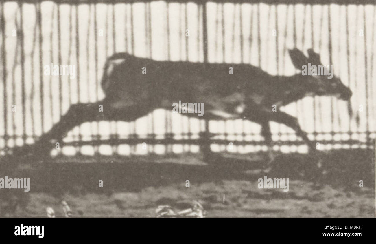 A Virginia deer buck captured walking and transitioning into a gallop ...