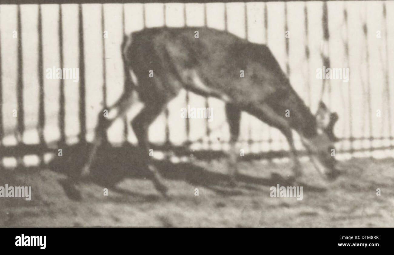 A photograph of a Virginia deer buck in motion, walking and ...