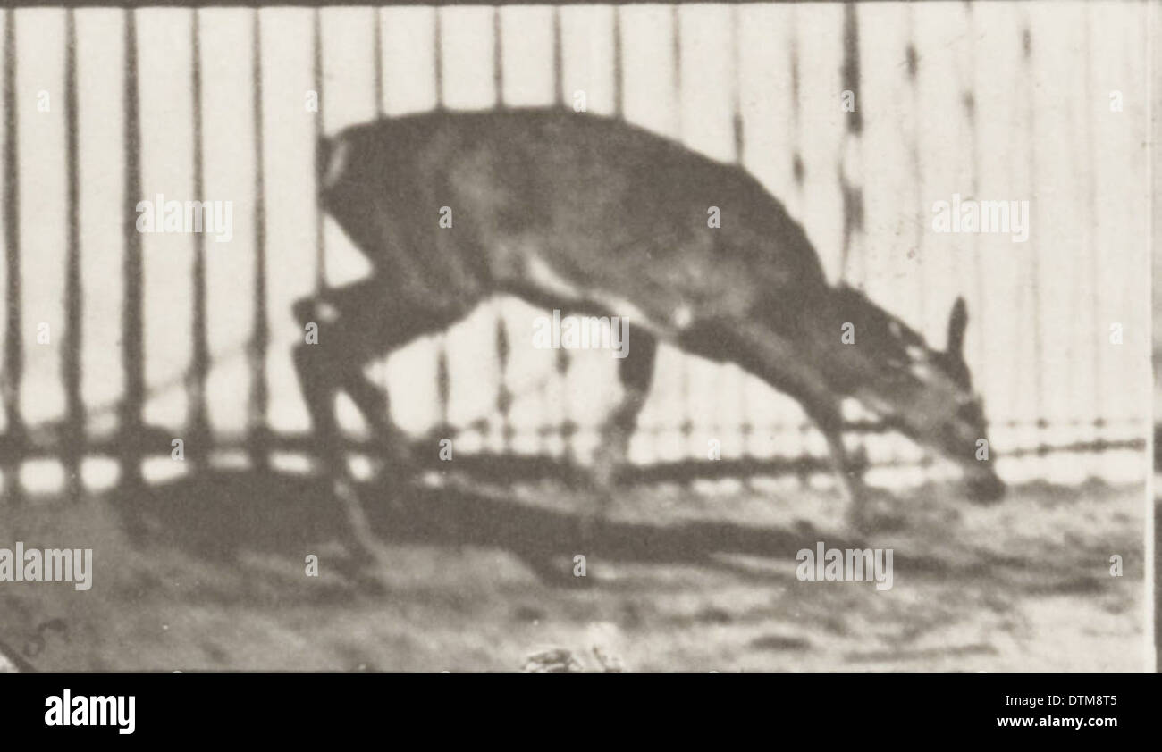 A Virginia buck deer is captured walking and then beginning to gallop ...