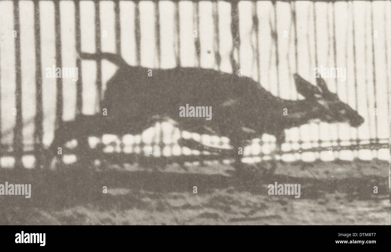 Virginia deer, buck, walking and started to a gallop (rbm-QP301M8-18 ...