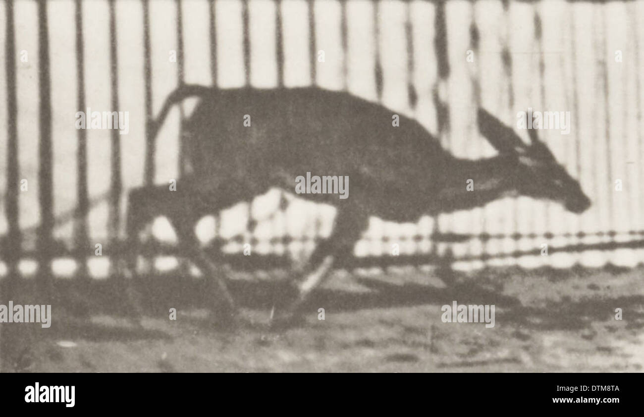 A Virginia deer buck is captured walking and starting to gallop ...