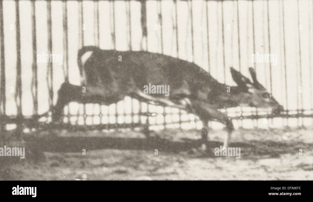 A photograph of a Virginia deer buck walking and beginning to gallop ...