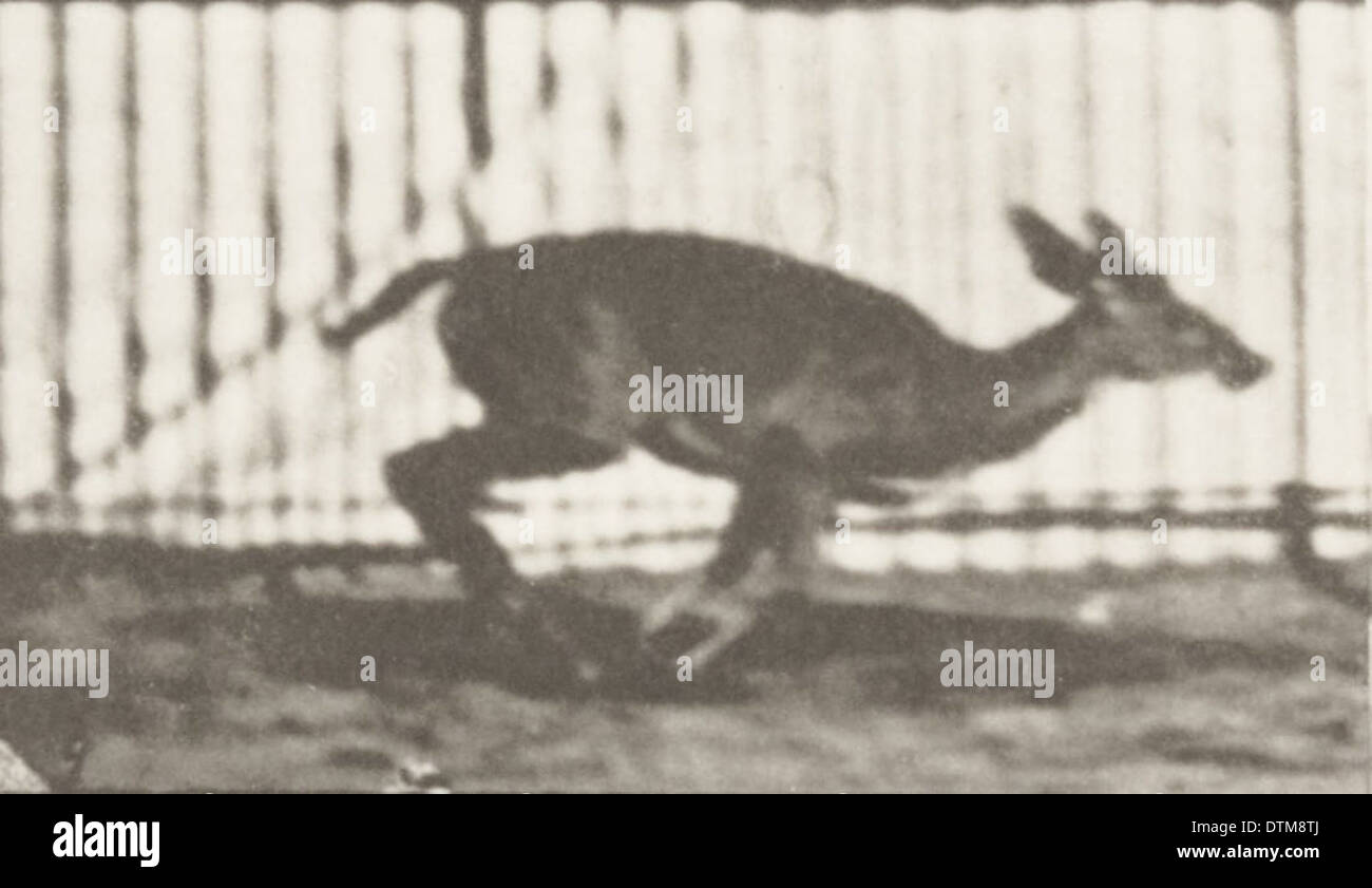 A photograph of a Virginia deer buck walking and starting to gallop ...