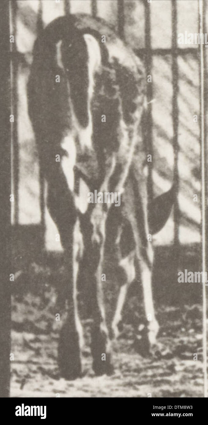 A photograph of a Virginia deer buck walking and beginning to gallop ...