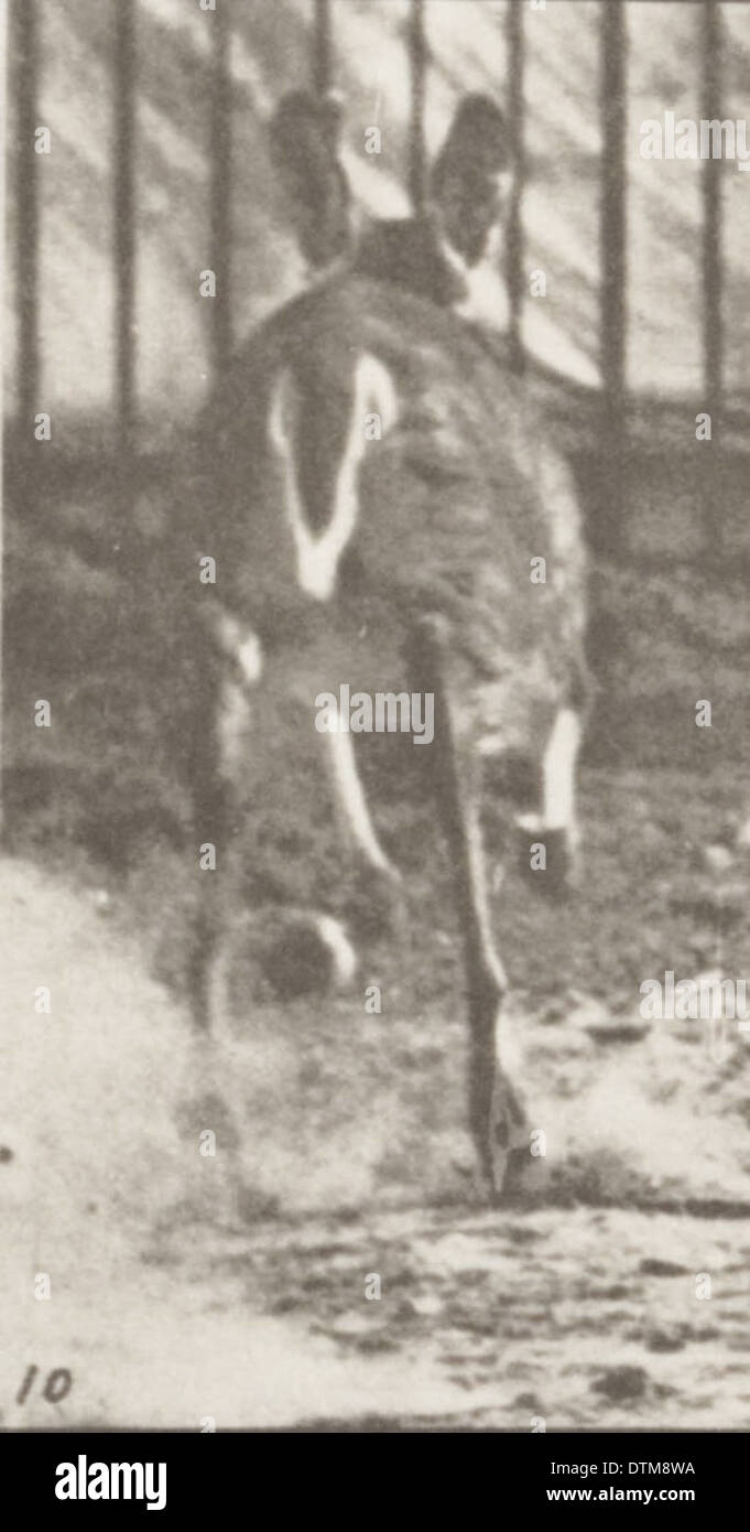 A photograph of a Virginia buck walking and starting to gallop. The ...