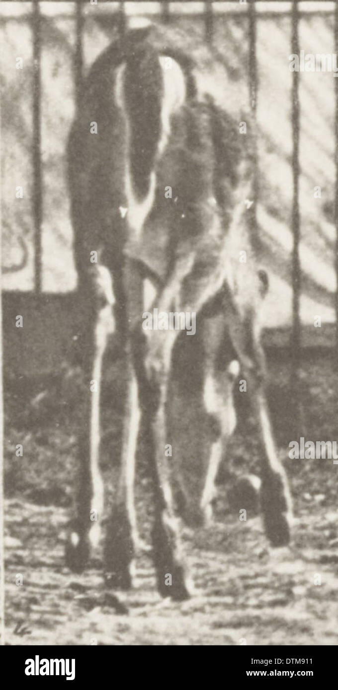This photograph captures a Virginia deer buck walking before it begins ...