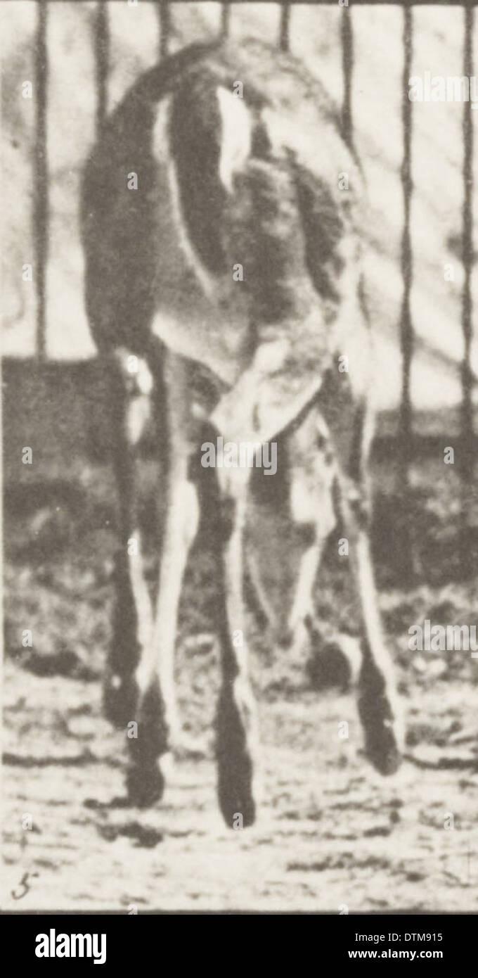 A photograph of a Virginia deer buck walking, about to start galloping ...