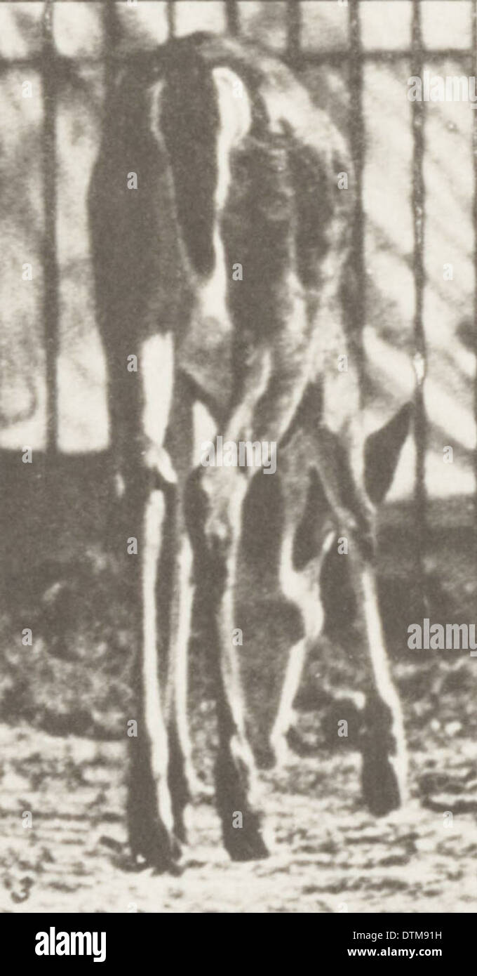 A photograph of a Virginia deer buck walking, with a motion captured as ...