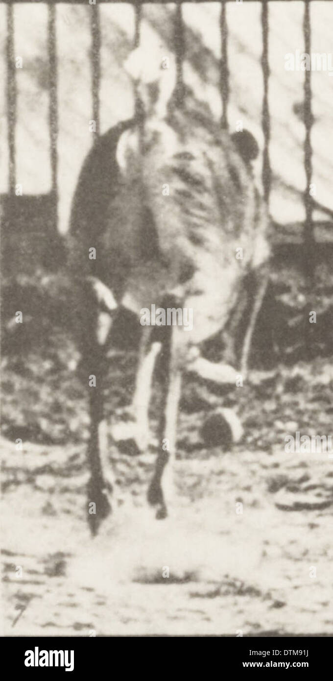 A Virginia deer buck, captured walking and beginning to gallop ...