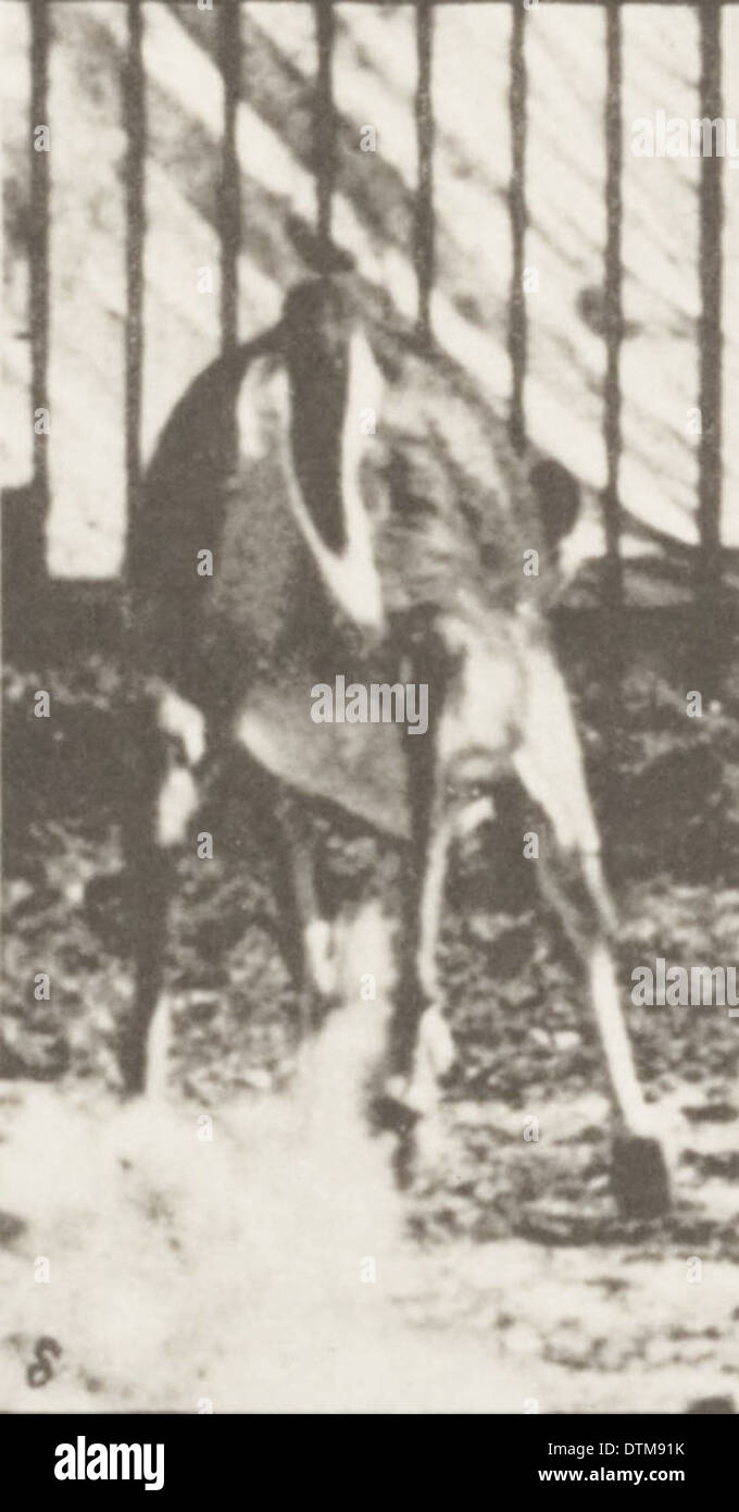 This photograph captures a Virginia deer buck walking and then starting ...