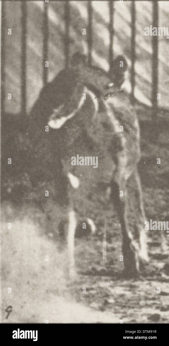 This photograph shows a Virginia deer buck walking before starting to ...