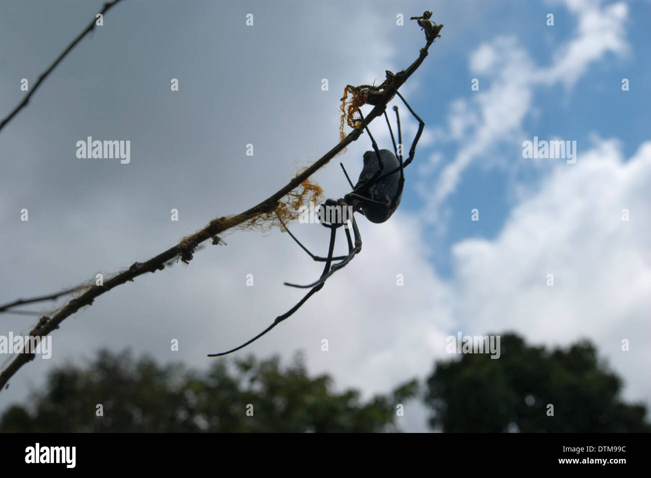 A large black tree spider in Bali clinging to a branch Stock Photo - Alamy