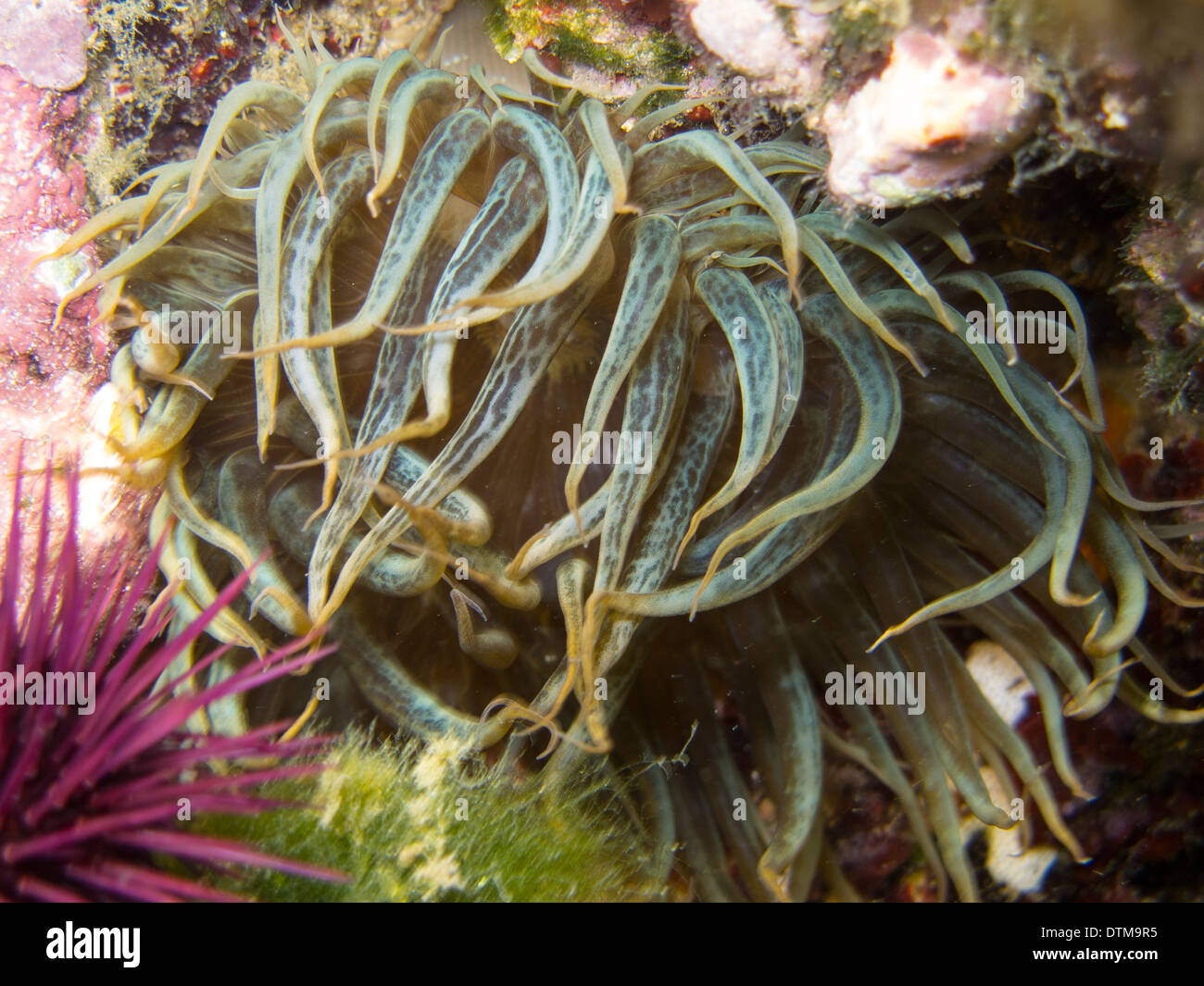 Delicate sea anemone hi-res stock photography and images - Alamy