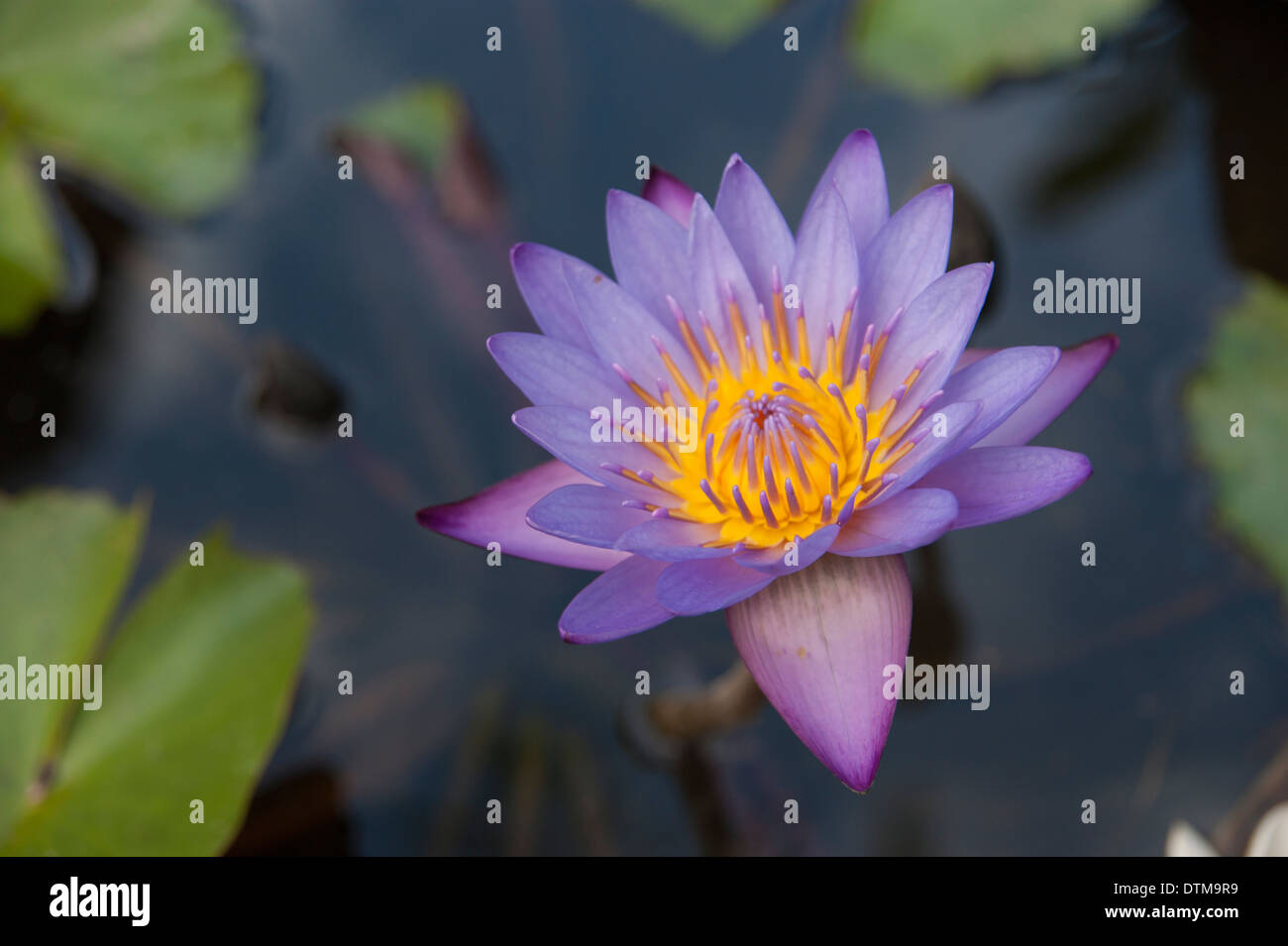 Water lily flower bali indonesia hi-res stock photography and images ...