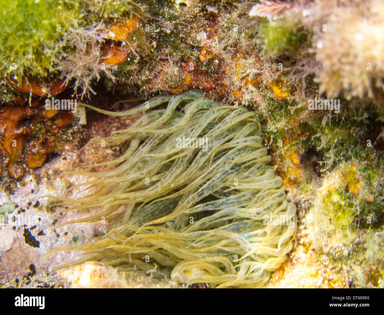 Open sea anemone hi-res stock photography and images - Alamy
