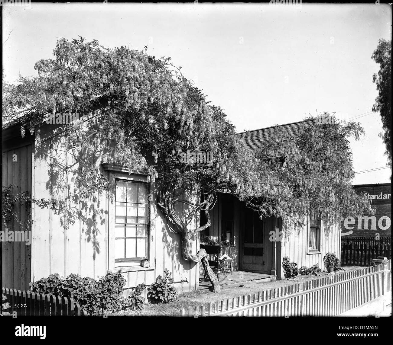 Branches of leaves Black and White Stock Photos & Images - Alamy