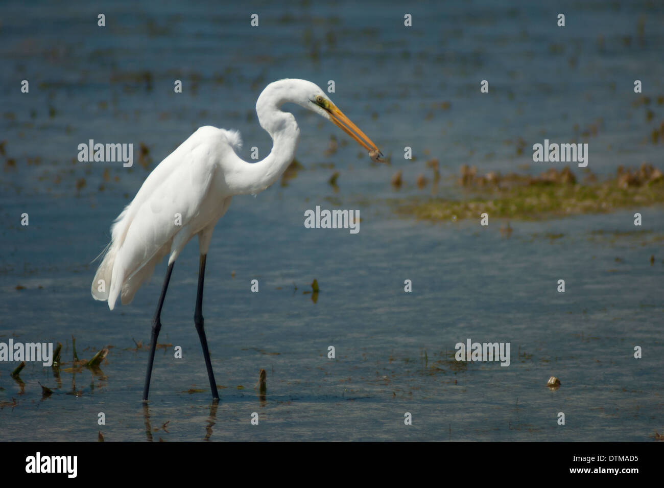 A Great Egret (White heron) just caught a small fish in the lagoon next ...
