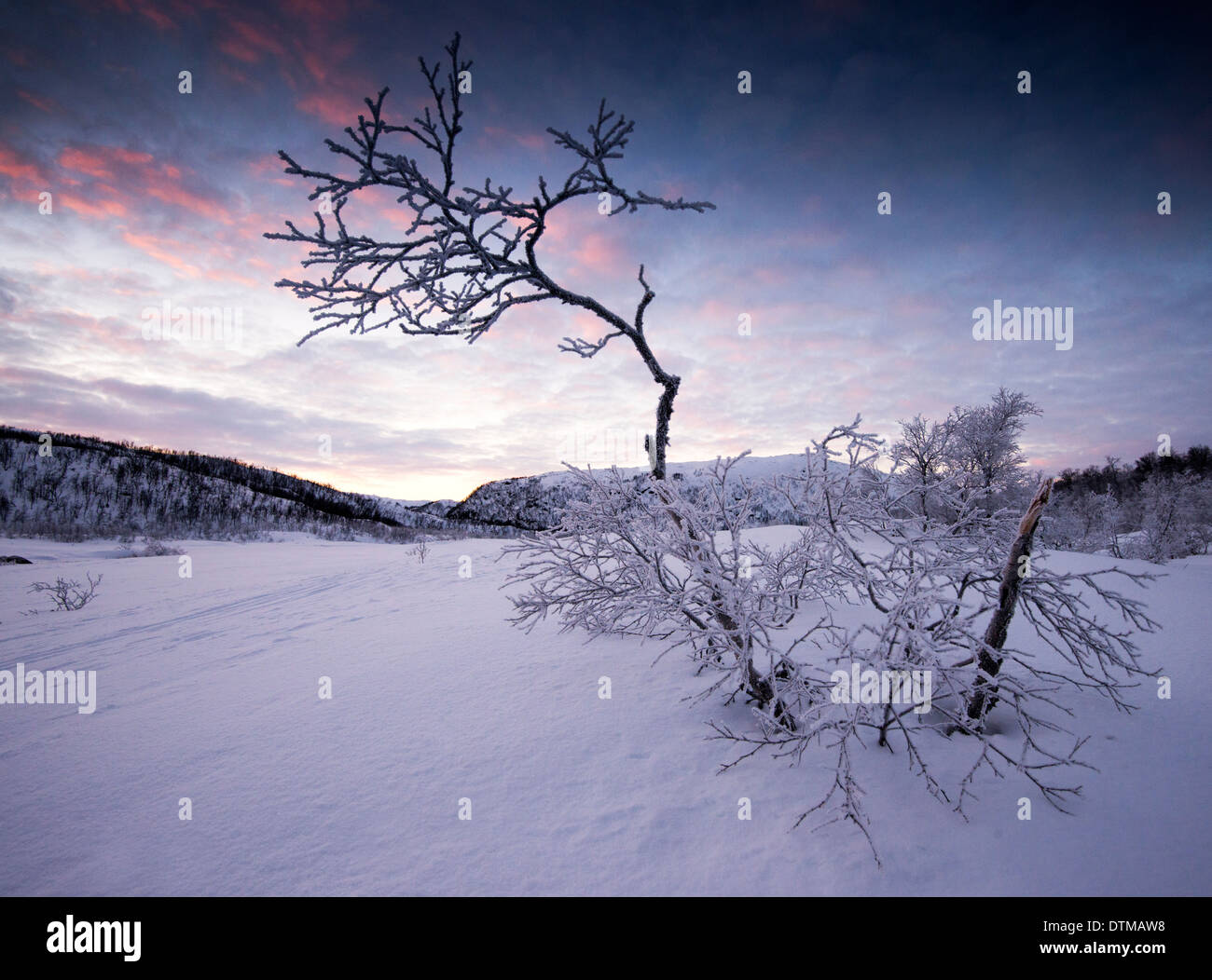Frozen arctic trees hi-res stock photography and images - Alamy