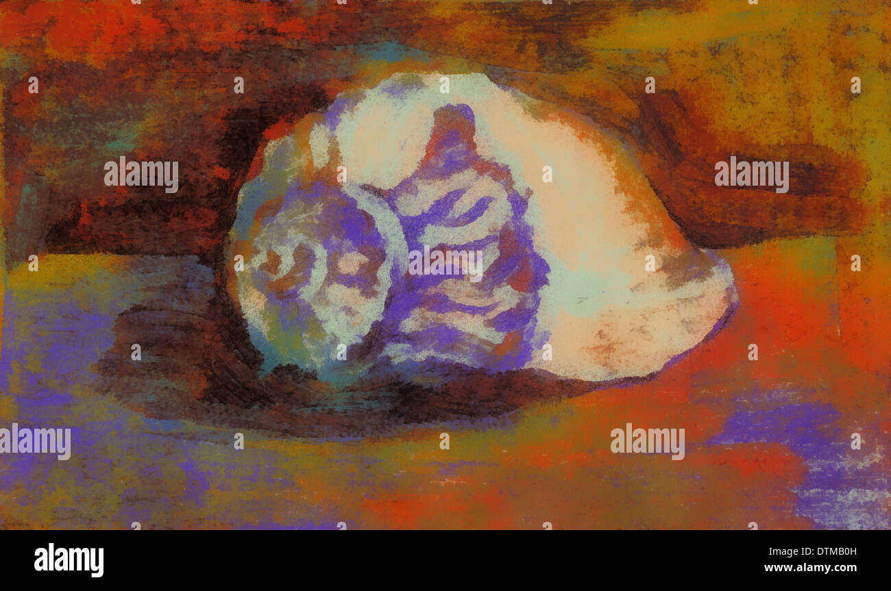 Seashell images hi-res stock photography and images - Alamy