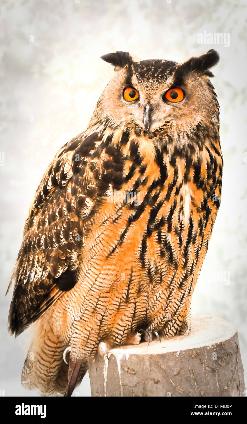 Hawk rapacious predatory bird hi-res stock photography and images - Alamy