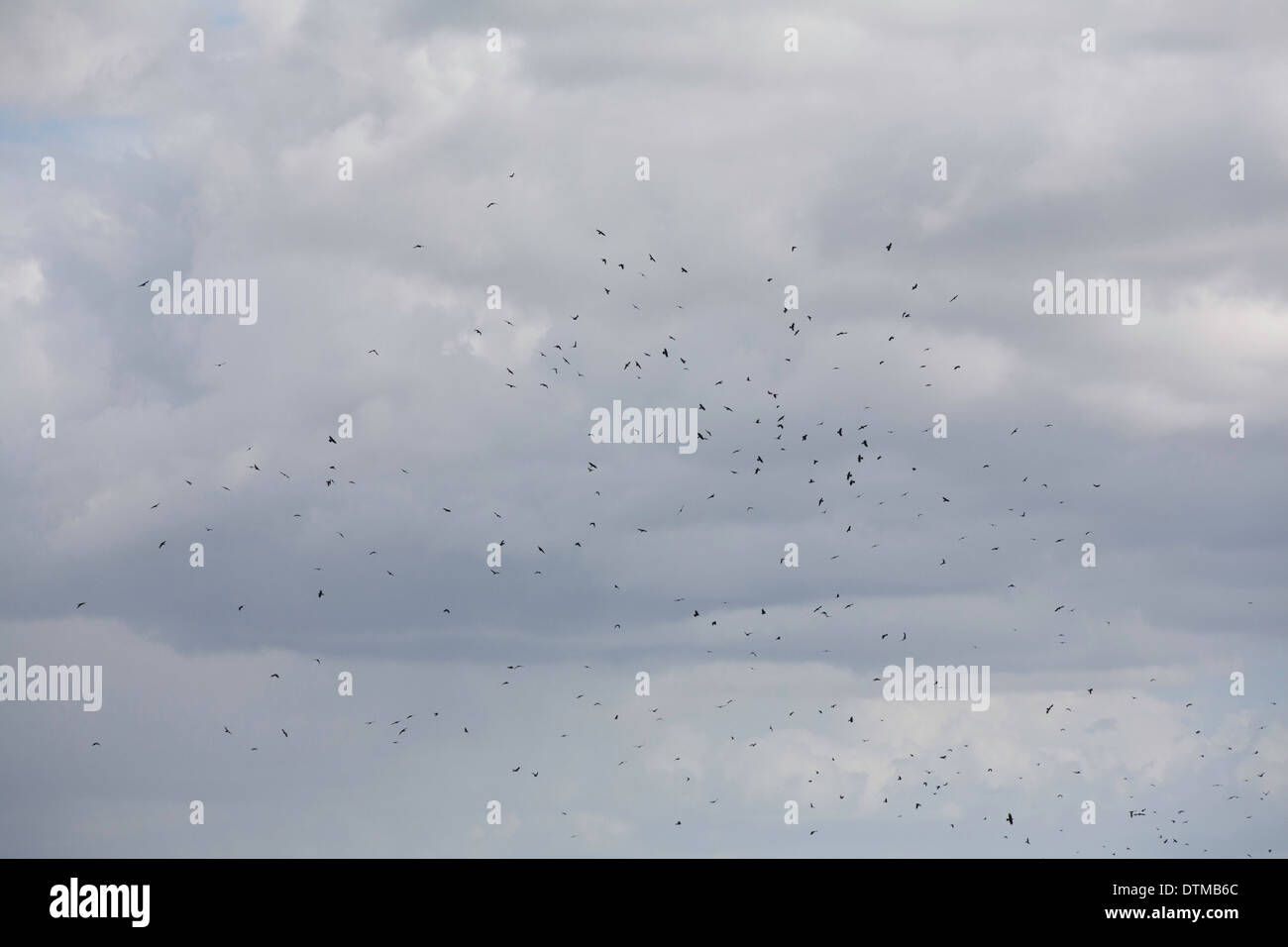 Flying rooks hi-res stock photography and images - Alamy