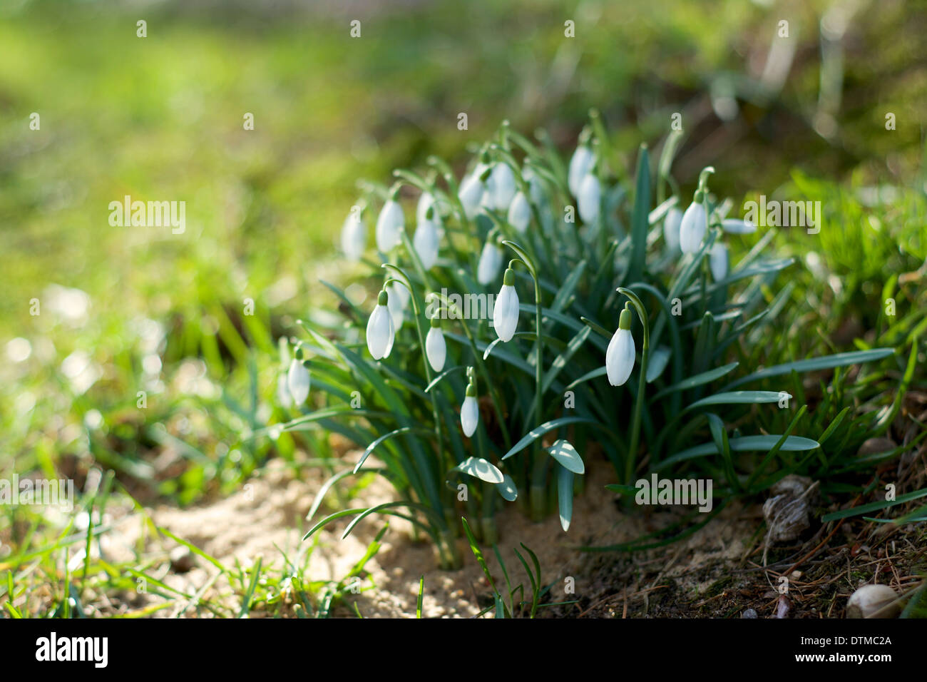 Snowdrop winter spring flower hi-res stock photography and images - Alamy
