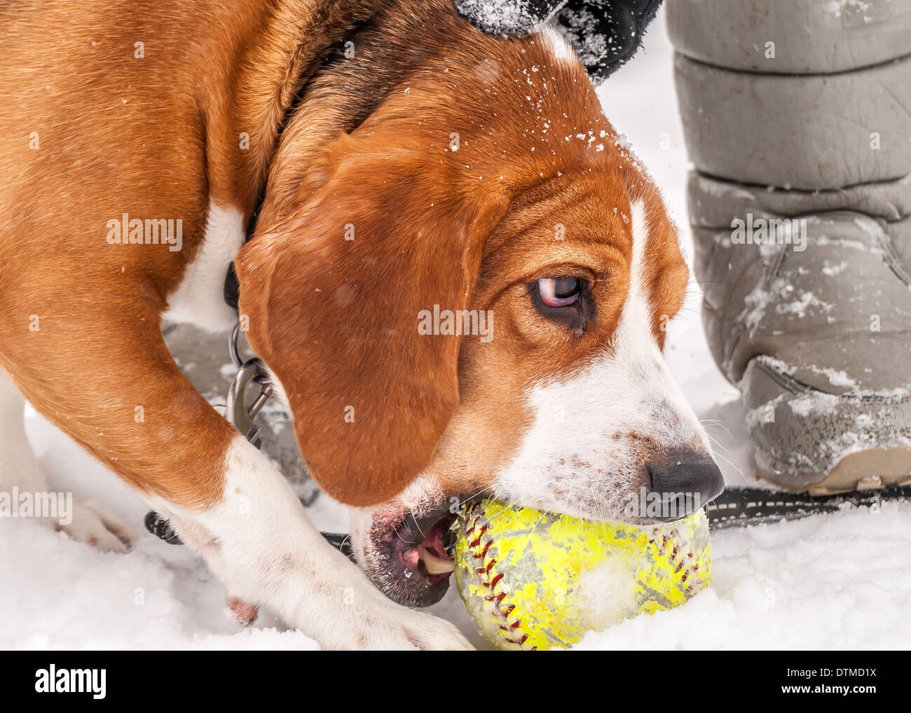 Beagle closeup image playing with a ball in the snow Stock Photo - Alamy
