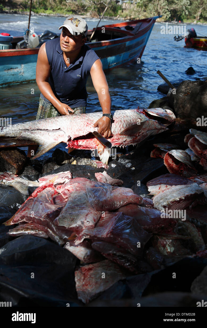 Fisherman cutting up catch of tarpon, Lake Nicaragua, Ometepe Island ...