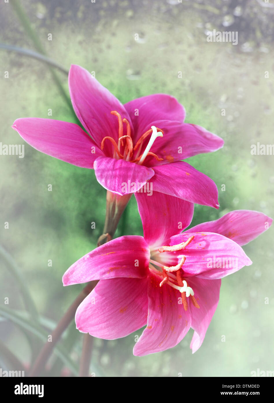 Pink flowers with drops on a dim background Stock Photo - Alamy