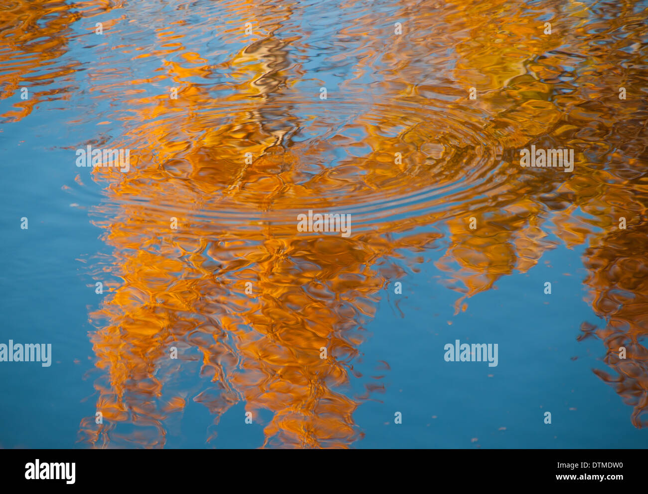 Golden Autumn reflections and ripples with trout rising on the Boise ...