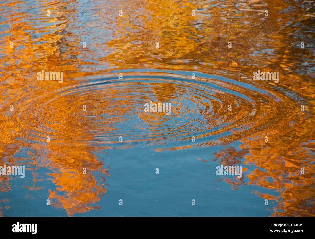 Golden Autumn tree lined reflections and ripples of trout rising on the ...