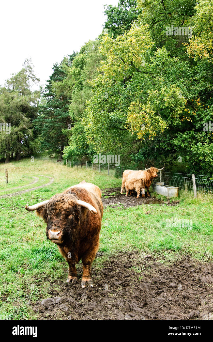 Highland bull and calf hi-res stock photography and images - Alamy