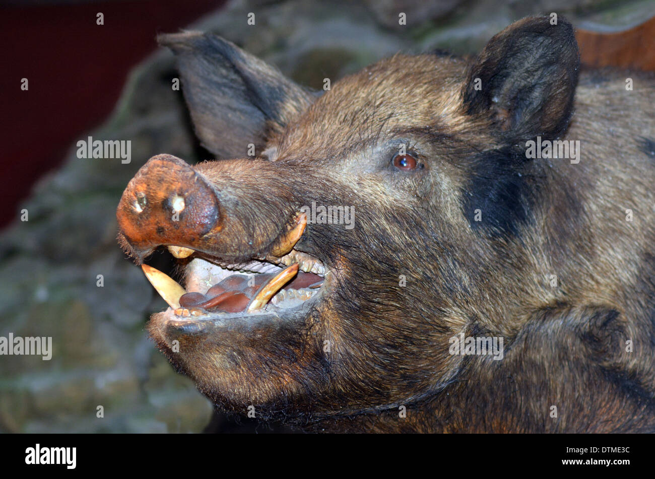 Wild Boar Tusks Stock Photos & Wild Boar Tusks Stock Images - Alamy