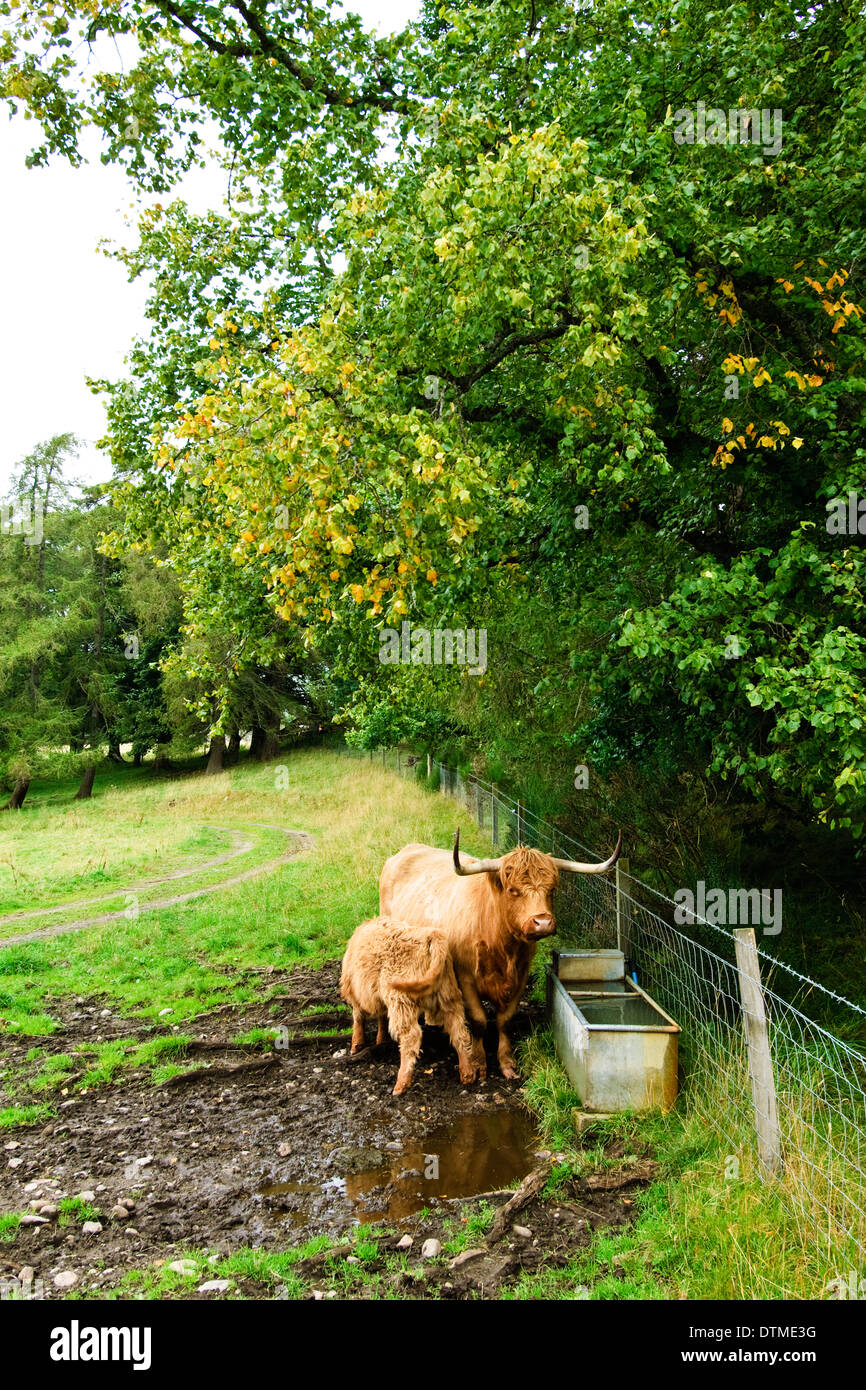 Highland bull and calf hi-res stock photography and images - Alamy