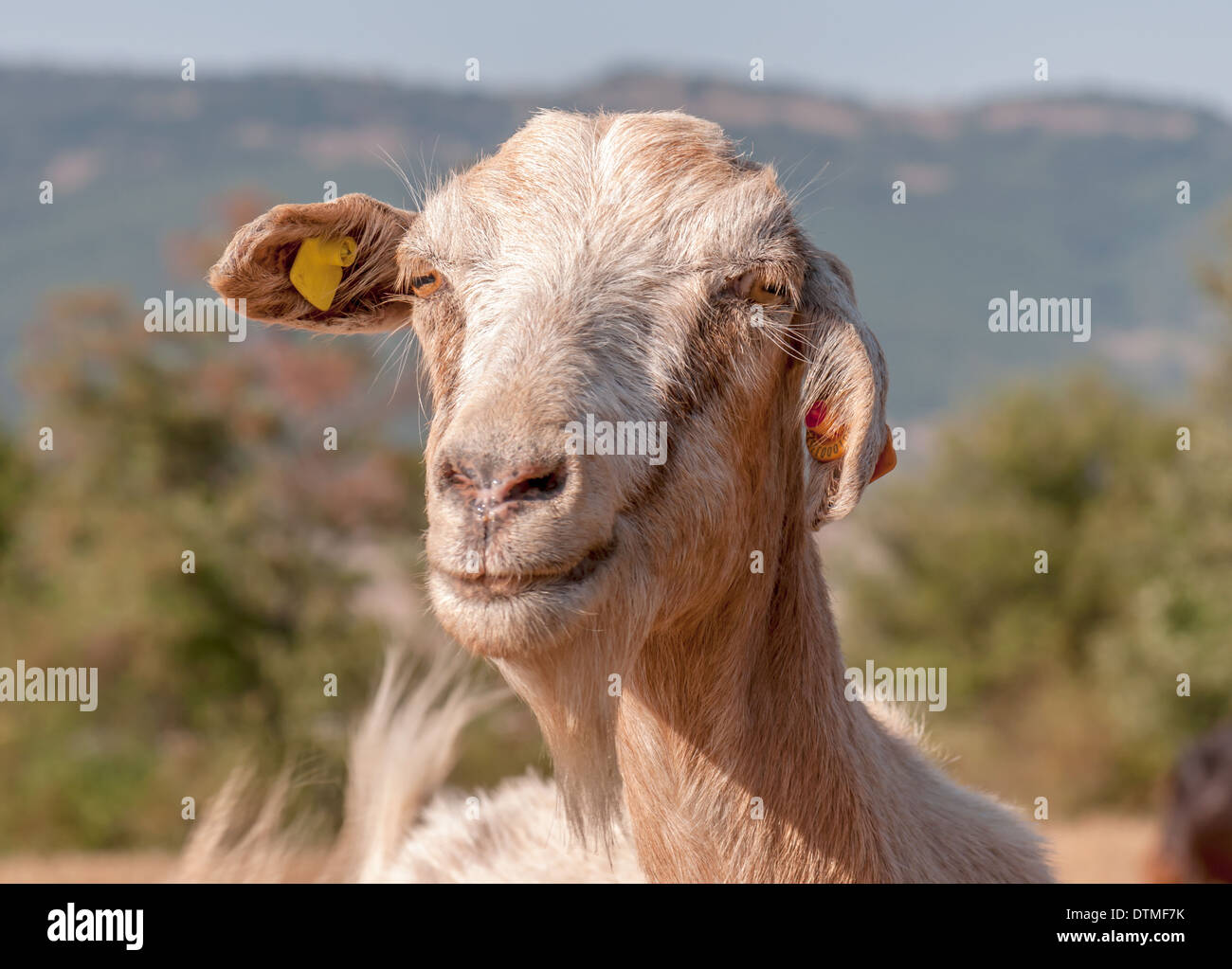 Goats on Farm Stock Photo - Alamy