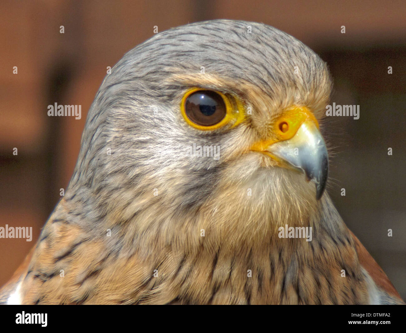Bird of pray Stock Photo - Alamy