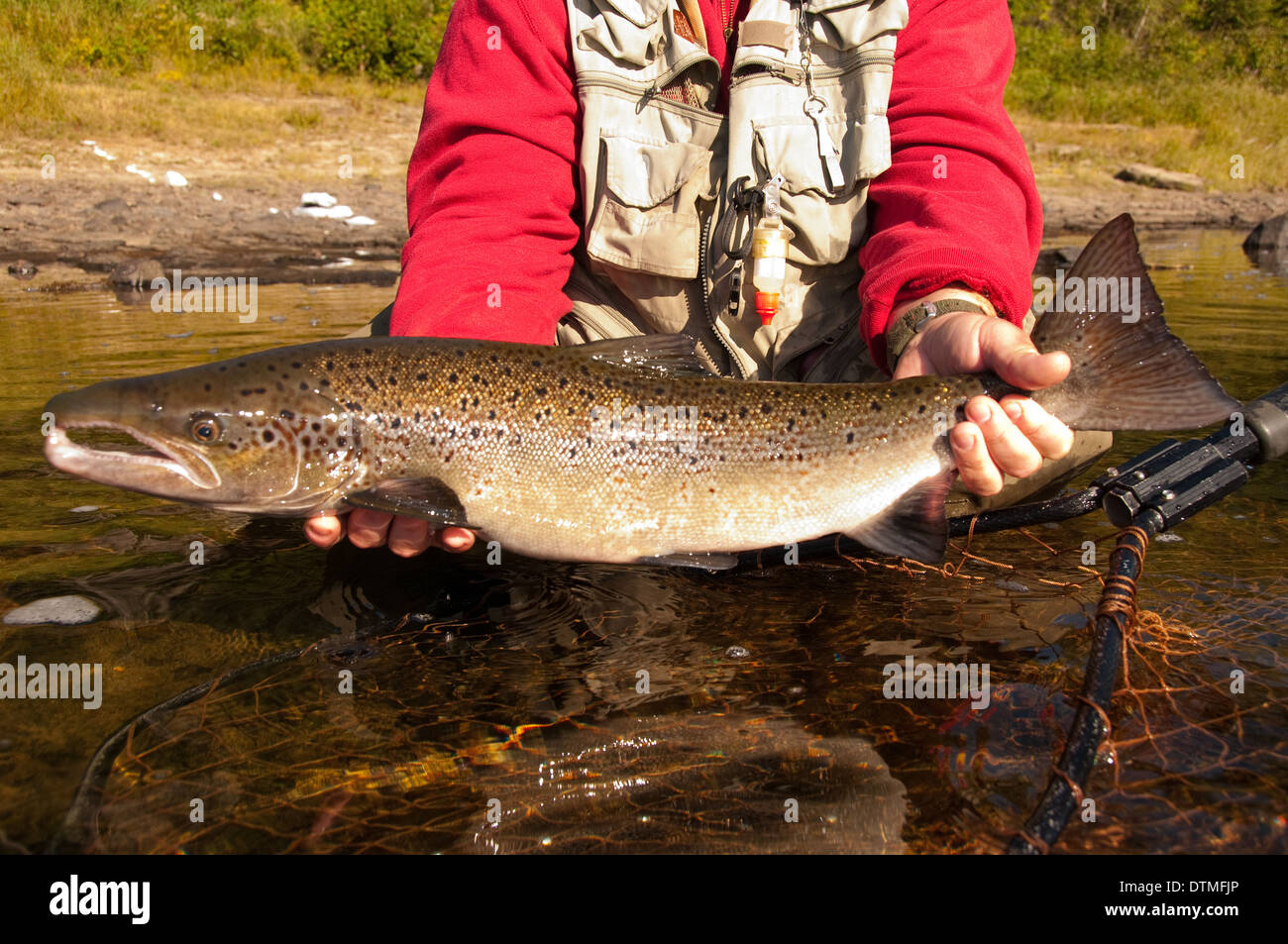 How Do Commercial Fishermen Catch Salmon at Conrad Williams blog