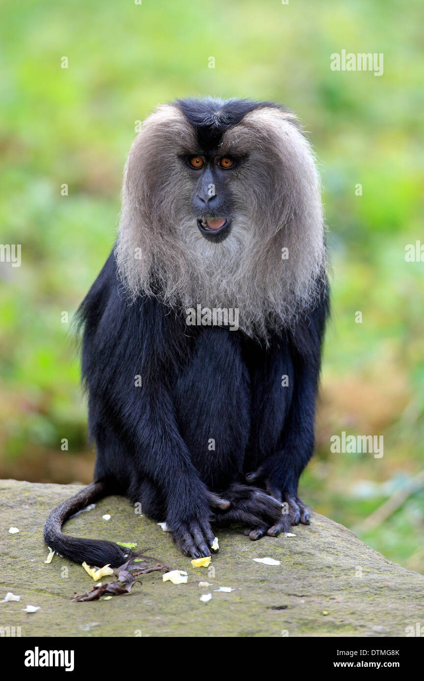 Lion tailed Macaque / (Macaca silenus Stock Photo - Alamy